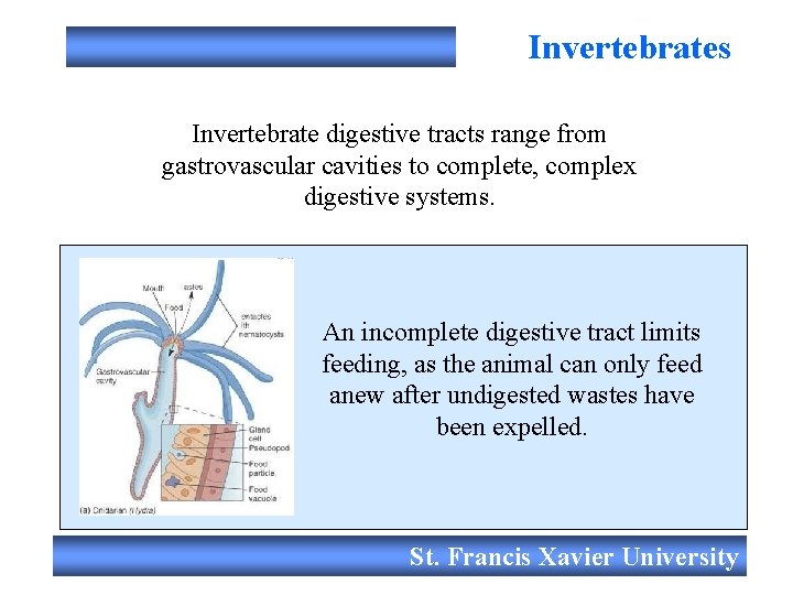Biology 201 Dr Edwin De Mont Digestion St