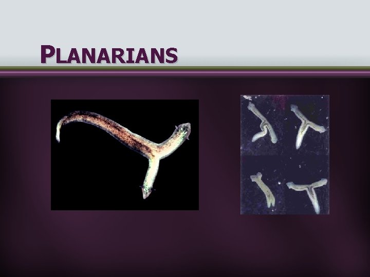 THE INVERTEBRATES The Worms GENERAL CHARACTERISTICS softbodied long