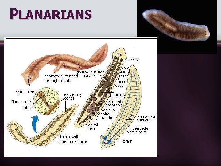 THE INVERTEBRATES The Worms GENERAL CHARACTERISTICS softbodied long