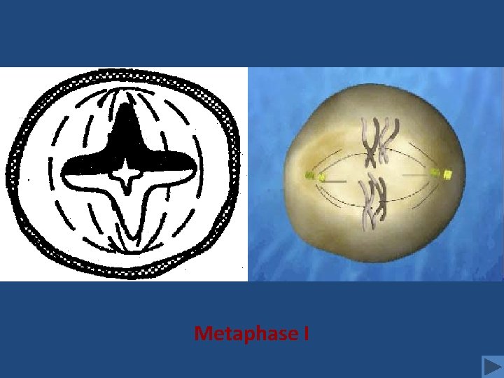 Meiosis Part II Metaphase I The bivalents have