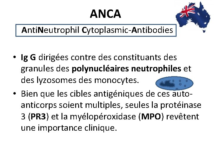 Physiopathologie des vascularites ANCA MarieCharlotte LORON ANCA ANCA