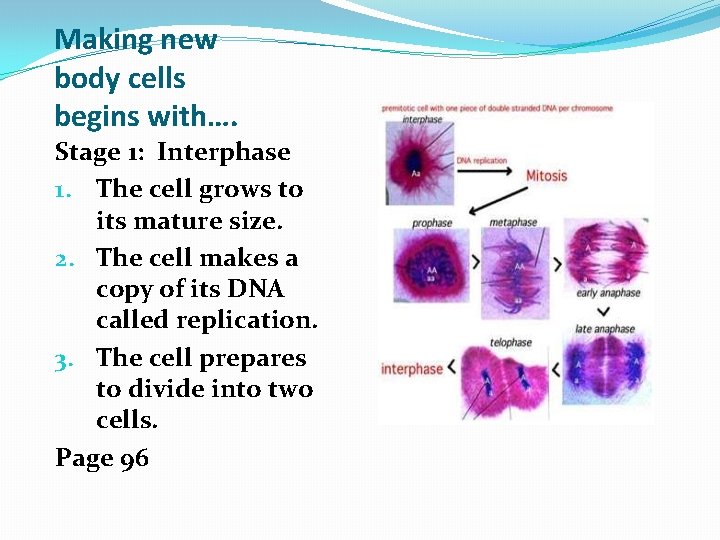 How Are New Cells Made Mitosis and Meiosis
