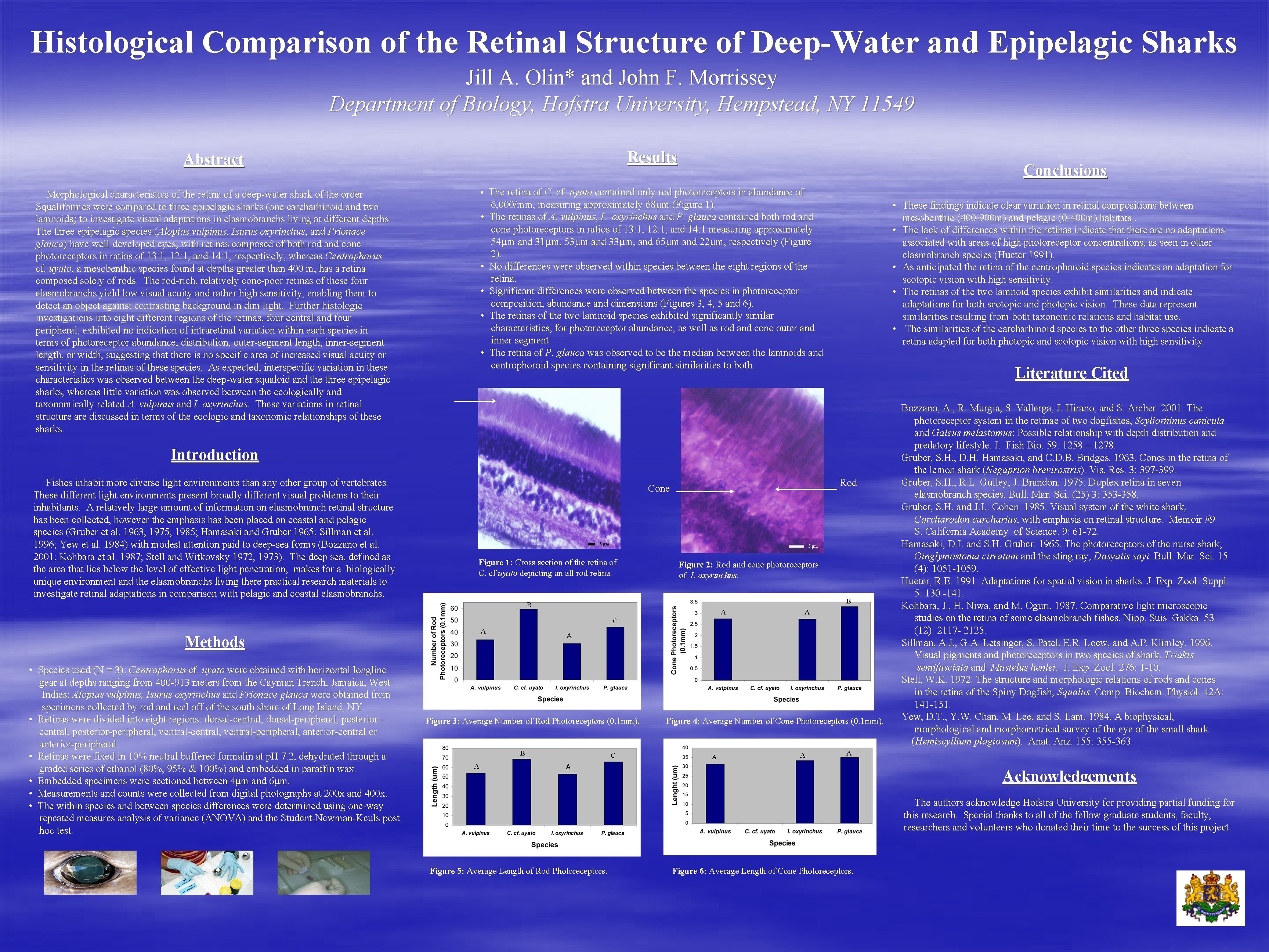 Histological Comparison of the Retinal Structure of DeepWater