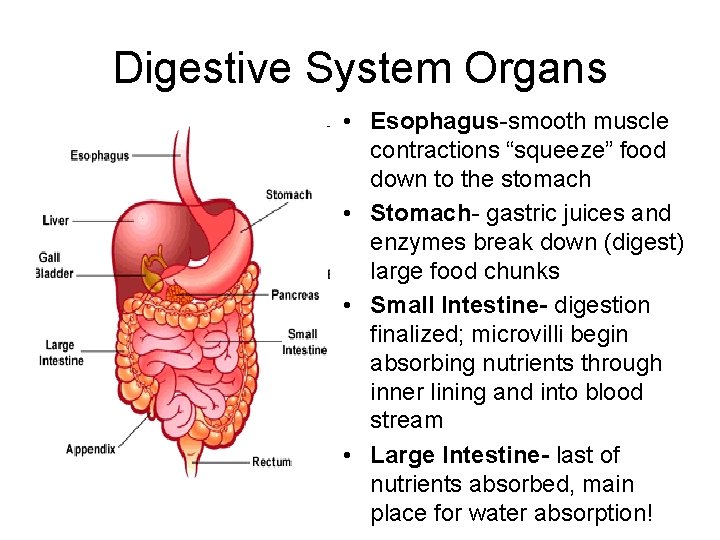Human Body Systems What are all the systems
