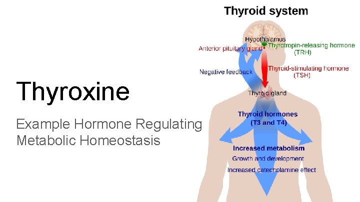 Thyroxine Example Hormone Regulating Metabolic Homeostasis Thyroxine ...