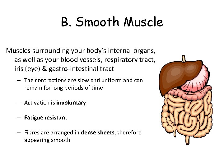 Types of Muscle The human body is comprised