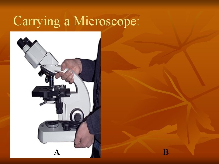 Microscopes n n Object To study the structure