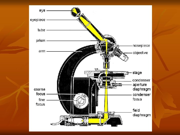 Microscopes n n Object To study the structure