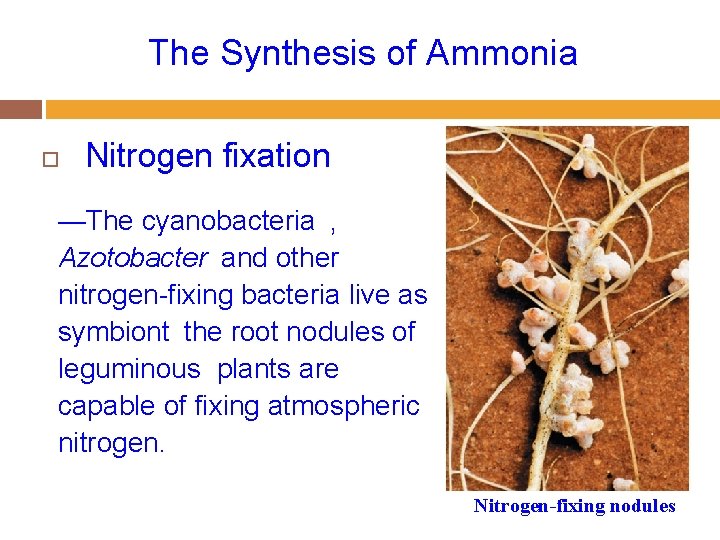 Chapter 8 Amino Acids Metabolism Lecture 1 The