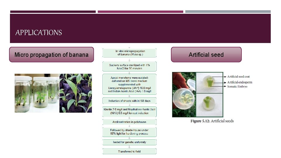 CHAPTER 5 PLANT TISSUE CULTURE INTRODUCTION Growing plant