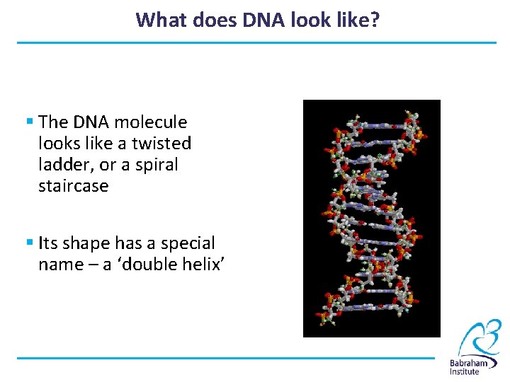 Discovering DNA babrahaminst Learning outcomes All students will