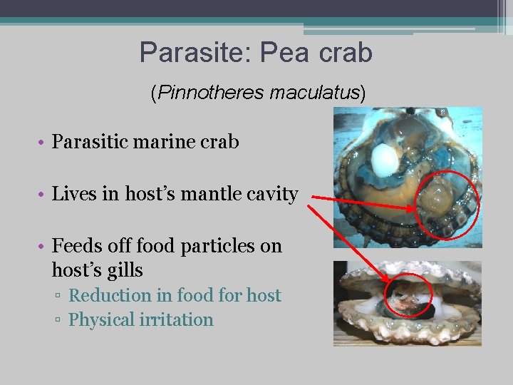 Marine macroparasite behavior and mitigation techniques in bay