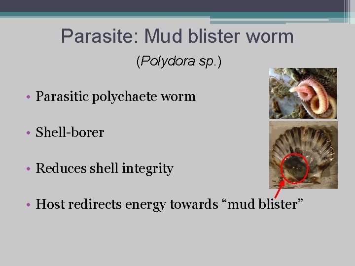 Marine macroparasite behavior and mitigation techniques in bay