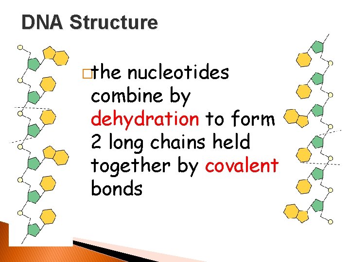 DNA Protein Synthesis DNA Components DNA is made