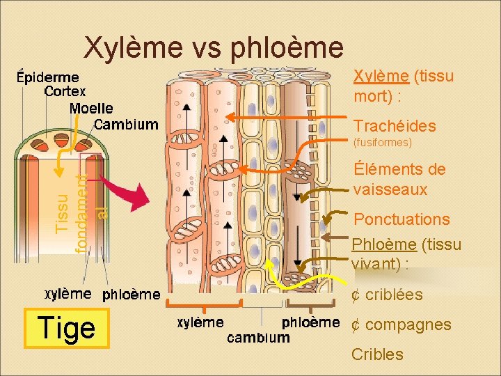 Les tissus vasculaires de la plante verte phlome