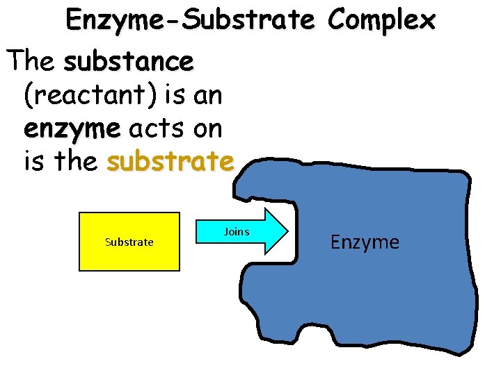 Chapter 2 Section 4 Notes Enzymes Enzymes Proteins