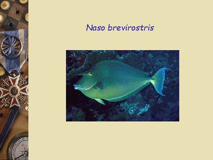 MARINE ORNAMENTAL FISHES Dr B AHILAN Ph D