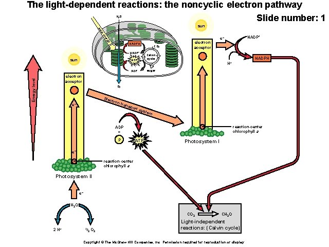The lightdependent reactions the noncyclic electron pathway Slide