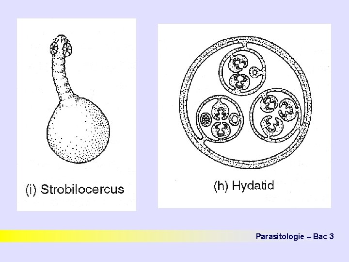 Parasitologie Part 9 Helminthologie Plathyhelminthes Cestodes ...