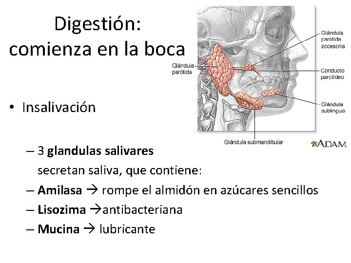 NUTRICIN APARATO DIGESTIVO Tubo digestivo Boca Faringe Esfago