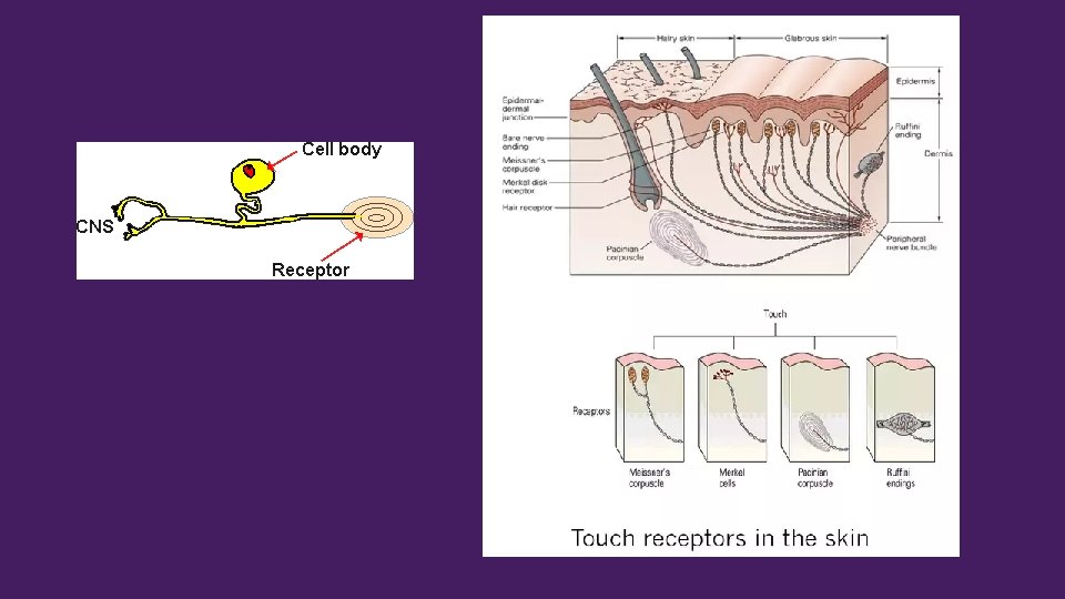 How are touch receptors distributed in the integumentary