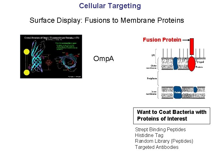 Cellular Targeting Surface Display Fusions to Membrane Proteins