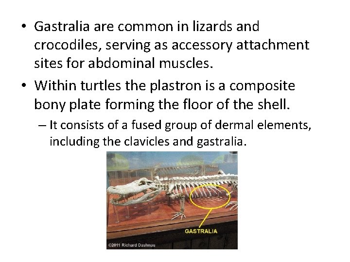 Axial Skeleton Chapter 8 Introduction The notochord and