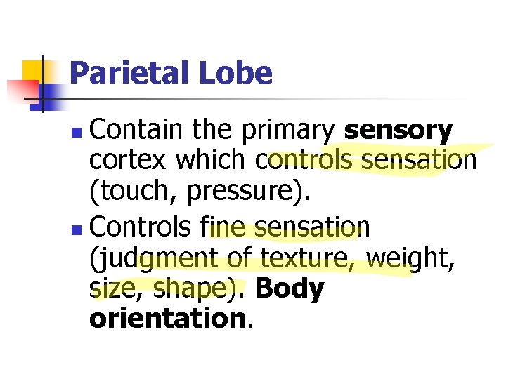 Chapter 12 The Brain Regions of the Brain