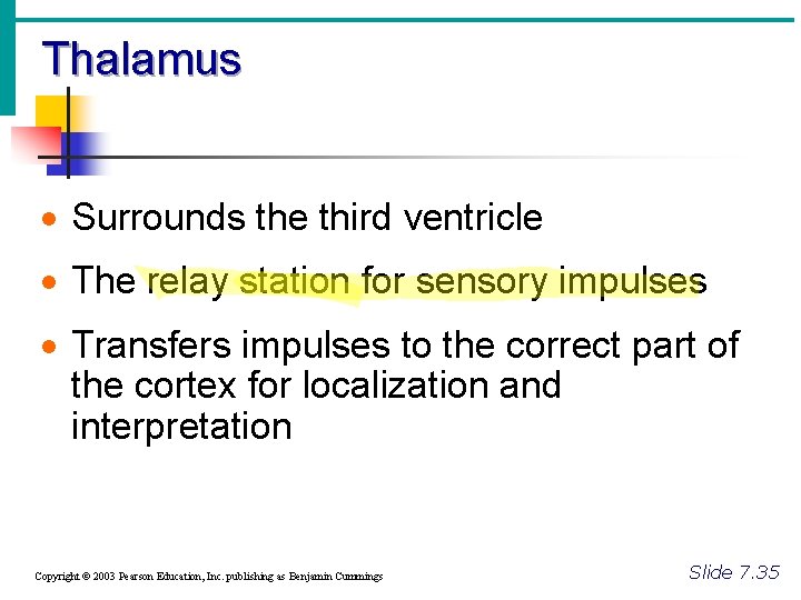 Chapter 12 The Brain Regions of the Brain