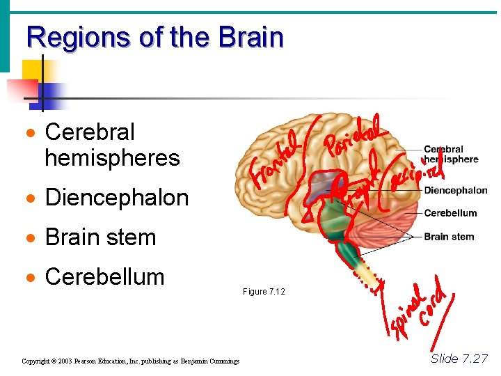 Chapter 12 The Brain Regions of the Brain