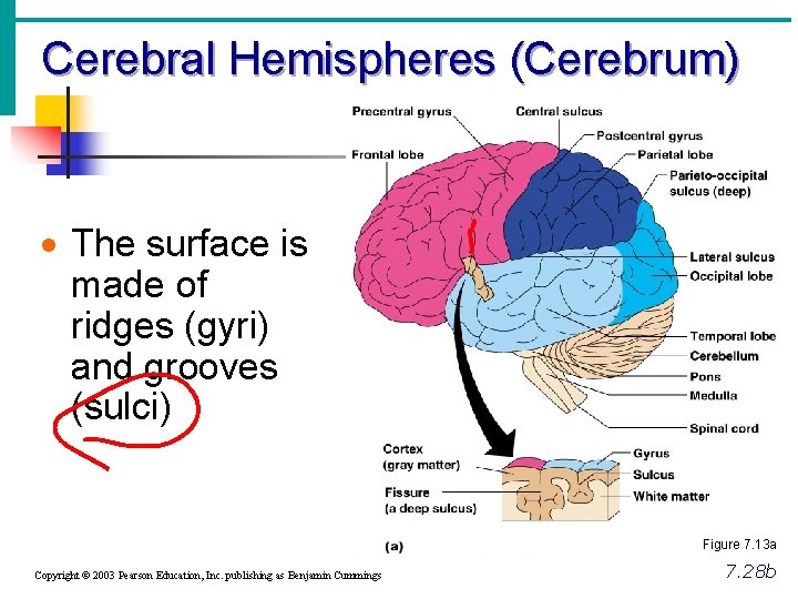 Chapter 12 The Brain Regions of the Brain