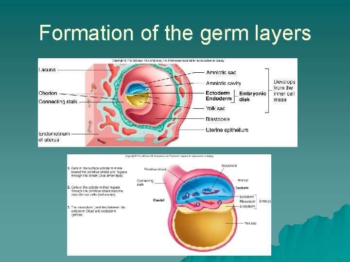 Human Development Continuous process from fertilization until death