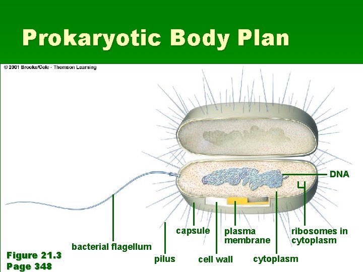 Prokaryotes and Viruses Chapter 21 Microorganisms Singlecelled organisms