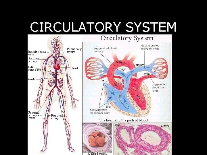 THE HUMAN BODY BODY ORGANIZATION TISSUES ORGANS CELLS