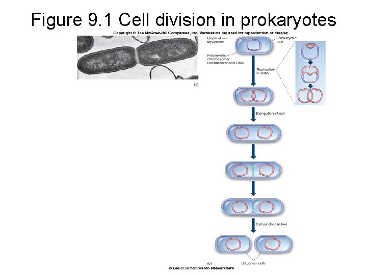 Welcome Back Chapter 9 and 10 covers Cell