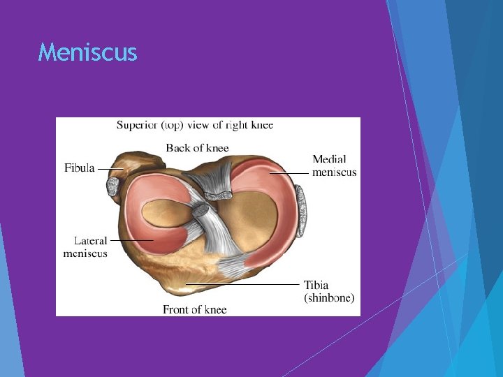 The Knee Bones of the Knee Femur Fibula