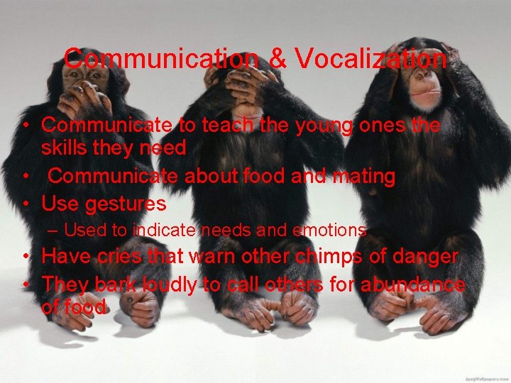 Chimpanzees Jorge Perez Anatomy Covered by a thick