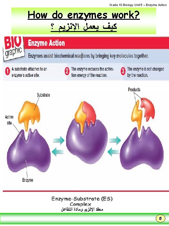 Second semester Grade 10 Advanced Unit 5 Enzyme