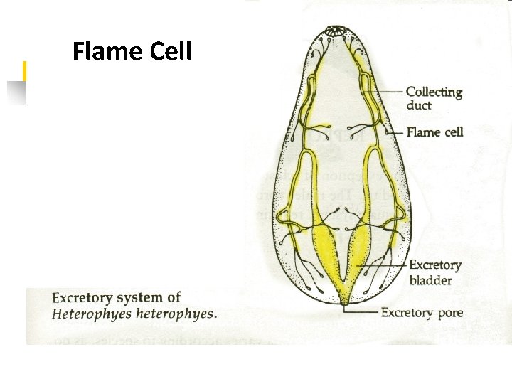 In the name of God Helminths n n