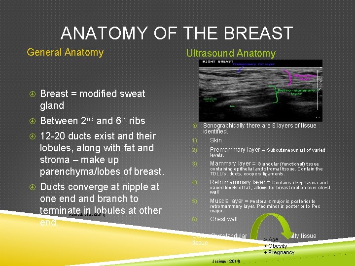 BREAST ULTRASOUND PORTFOLIO Calum Grimwood 17556082 Superficial Parts