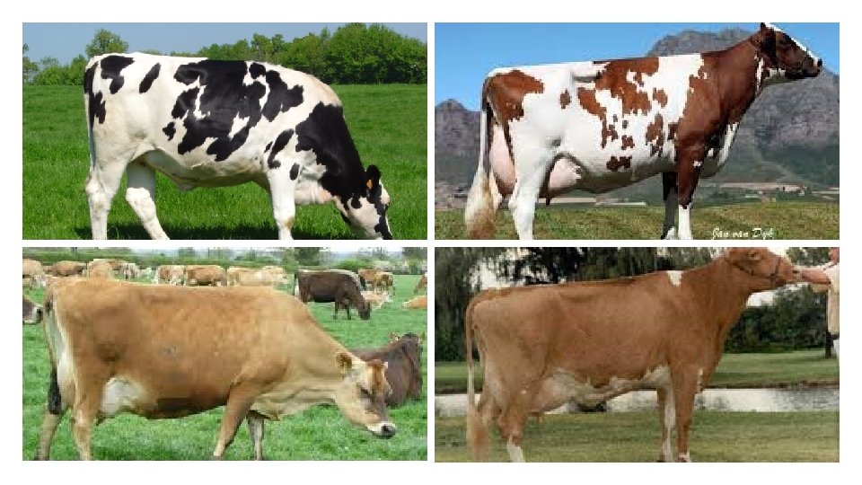 Objective 4 03 Understand basic animal principles and