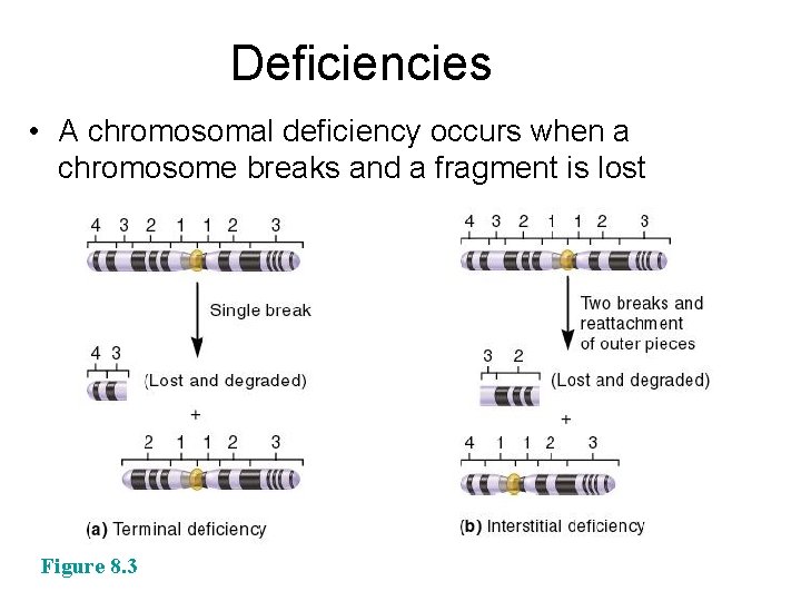 Chromosome Structure Recombination CHAPTER 8 Brooker Text Nov