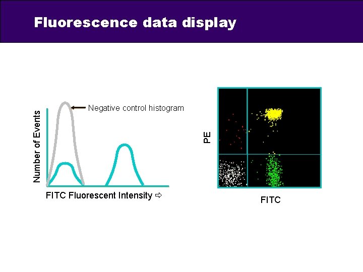 Basics of Flow Cytometry Holden Maecker Outline Definitions