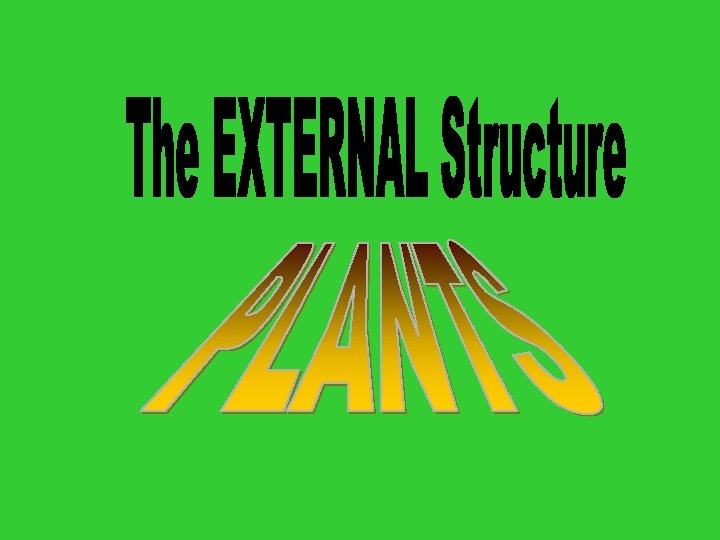 External Structure of the Plant Parts of the
