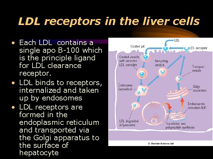 Disorders of Lipid Metabolism By Dr Nermin Ahmed