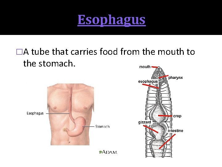 Introduction to Digestion Nutrition Organs Structures composed of