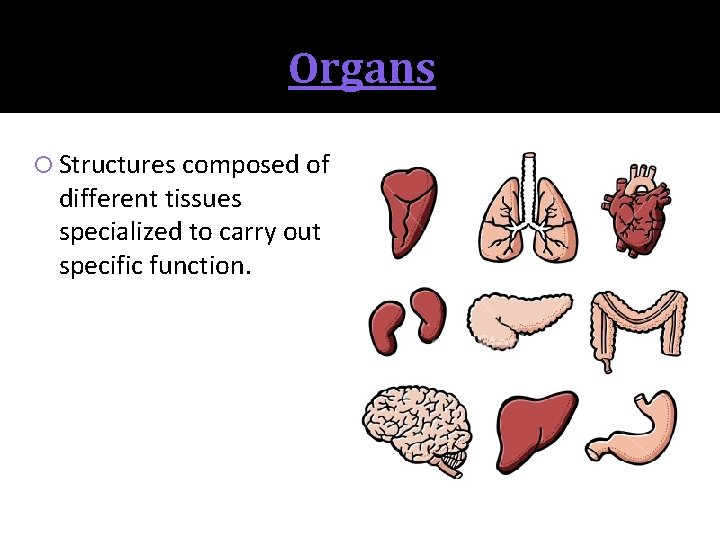 Introduction to Digestion Nutrition Organs Structures composed of