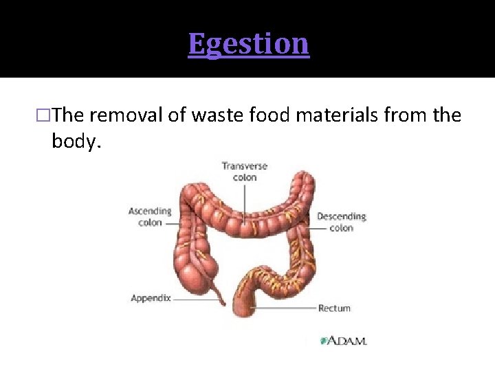 Introduction to Digestion Nutrition Organs Structures composed of