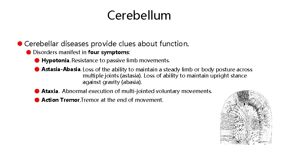 Cerebellum Basal Ganglia Synapses Circuits Lecture Eleven Circuits