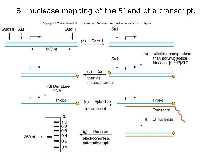 S 1 nuclease mapping of the 5 end